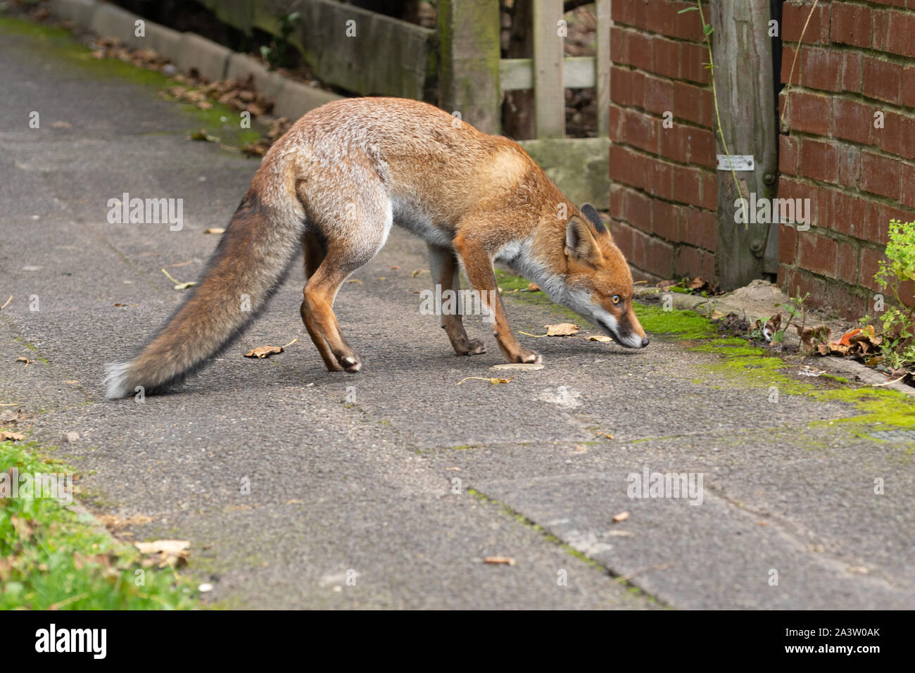 Urban fox (Vulpes Vulpes) looking for food on a pavement beside a busy ...