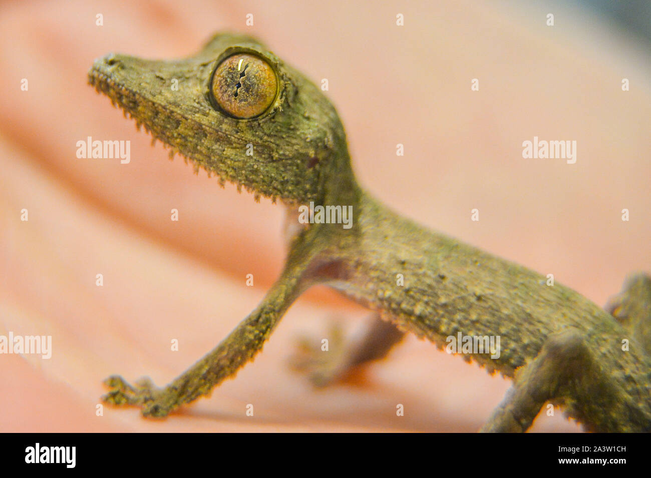 Henkels leaf tailed gecko hi-res stock photography and images - Alamy