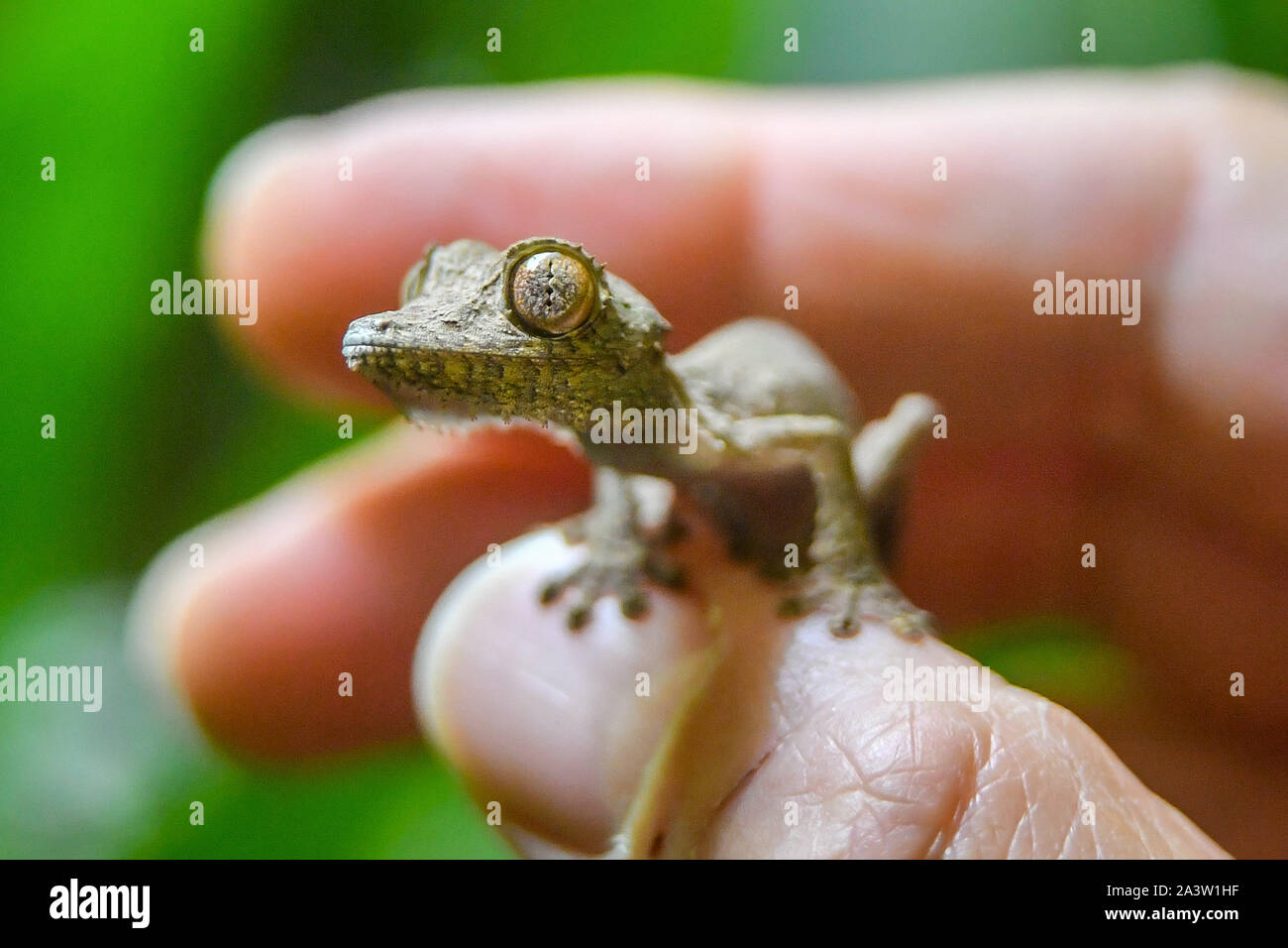 Henkels leaf tailed gecko hi-res stock photography and images - Alamy