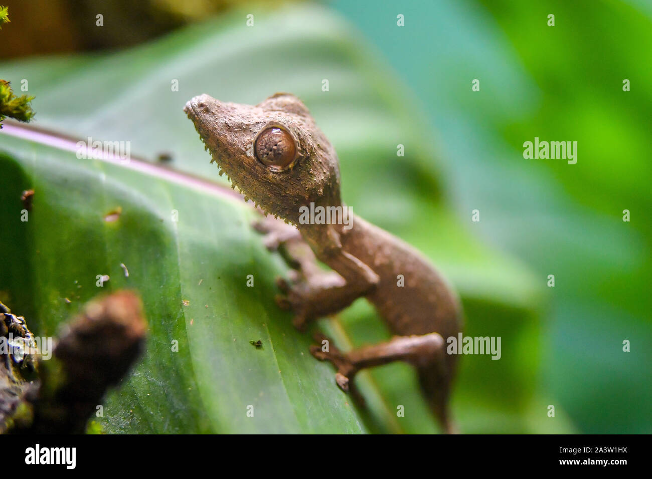 Henkels leaf tailed gecko hi-res stock photography and images - Alamy