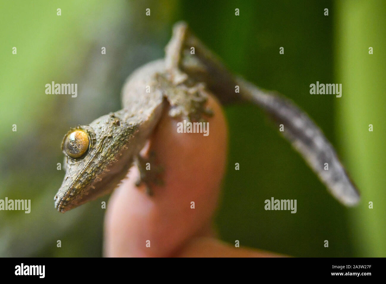 Henkels leaf tailed gecko hi-res stock photography and images - Alamy