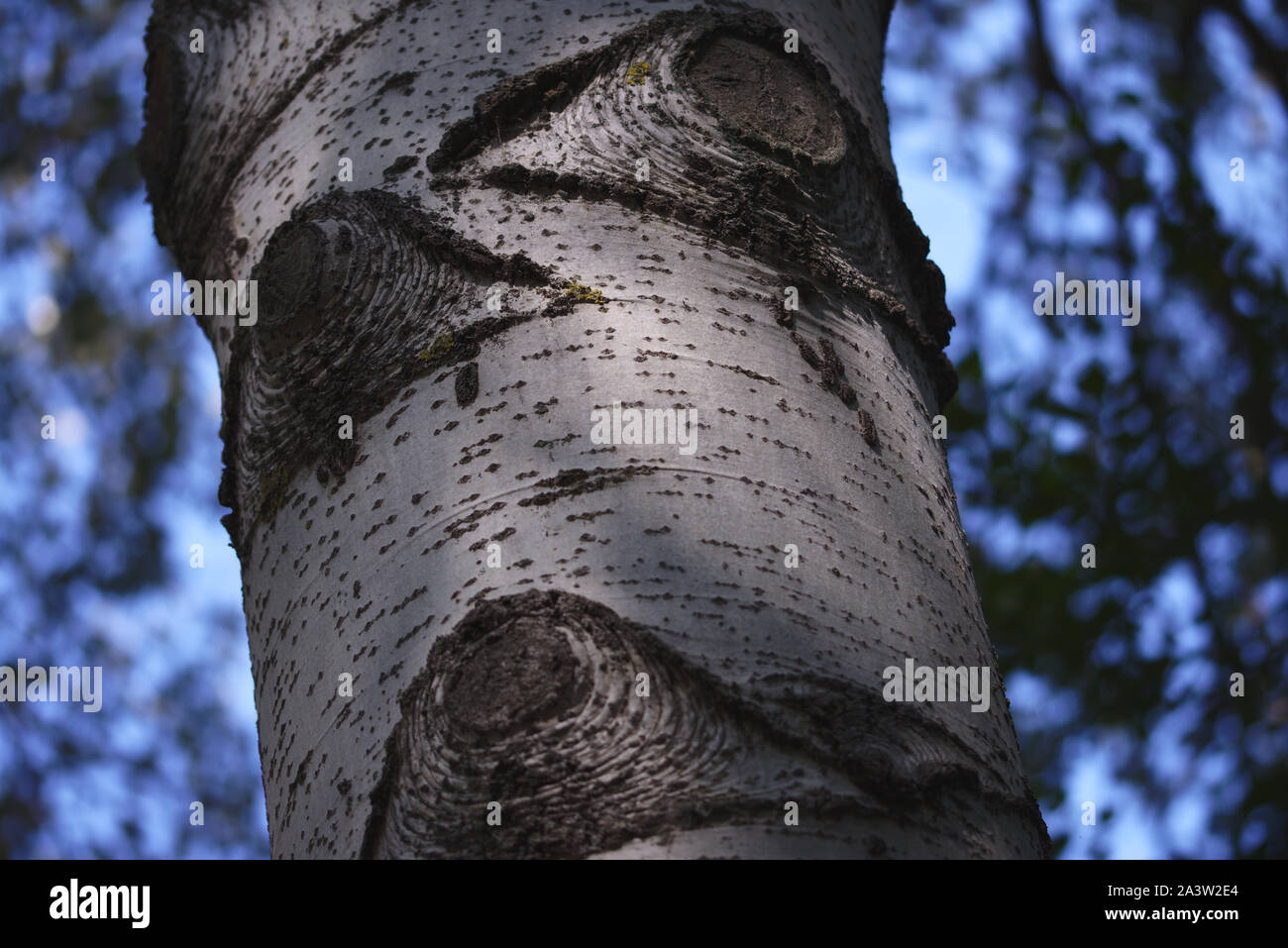 Tree bark with eye shapes Stock Photo - Alamy