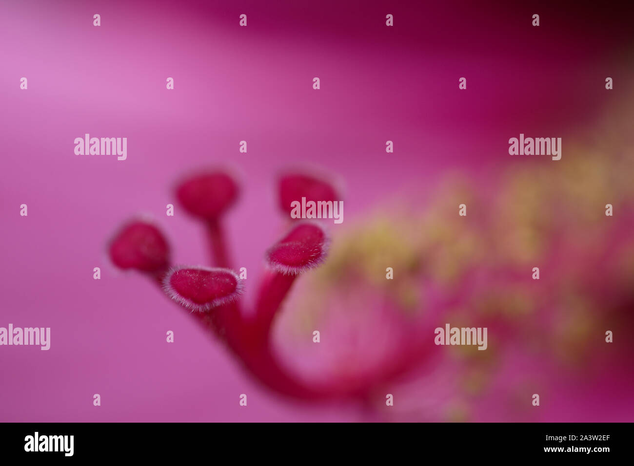 Red heart shaped flower pestle Stock Photo - Alamy