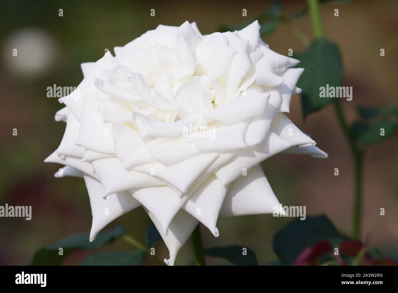 Pure white rose in the garden Stock Photo - Alamy
