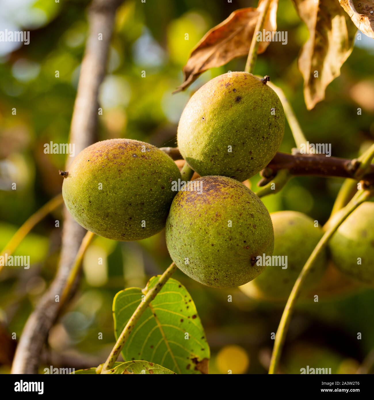 Walnuts branch hi-res stock photography and images - Alamy