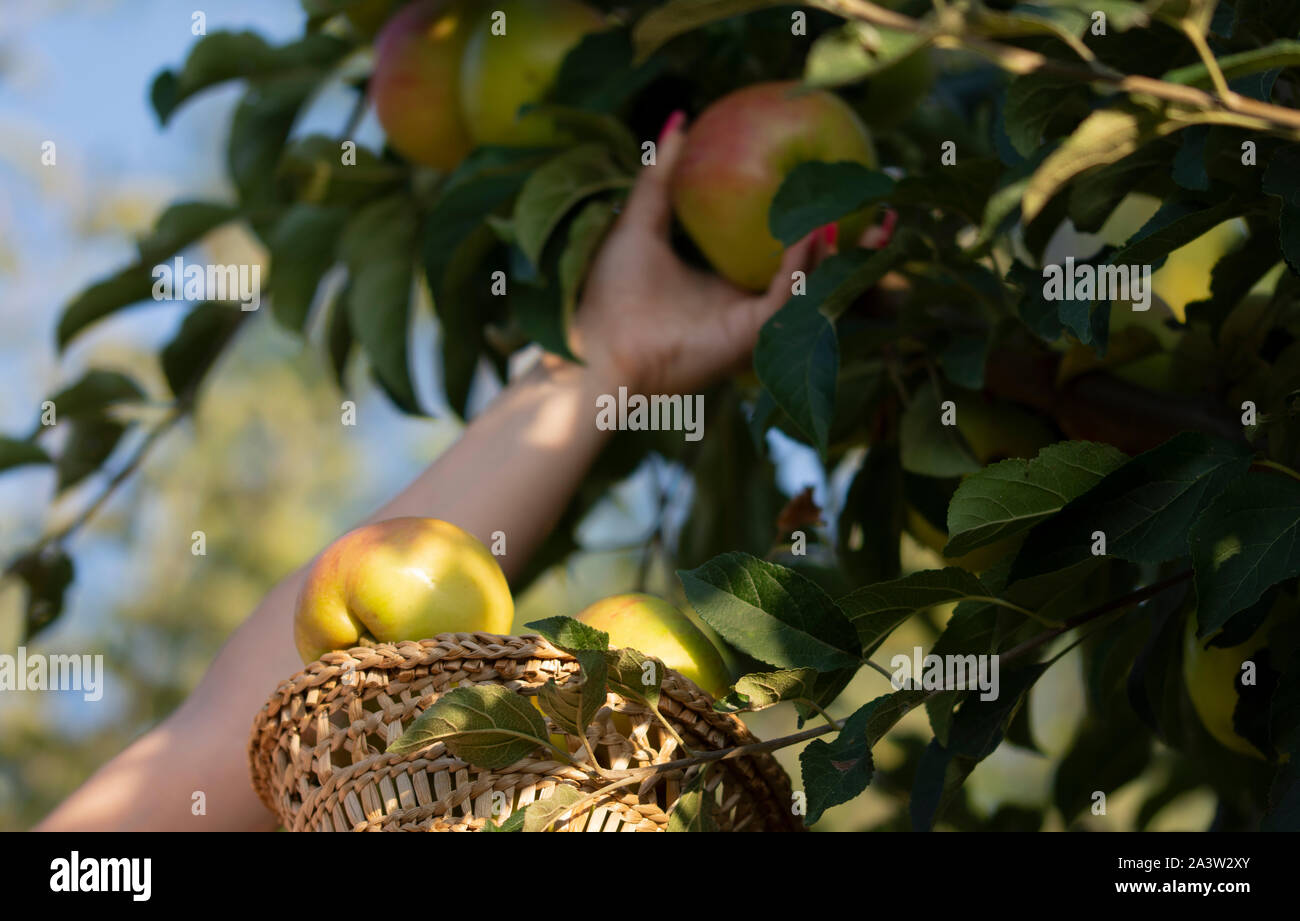 Hand picking an apple from a tree Stock Photo - Alamy
