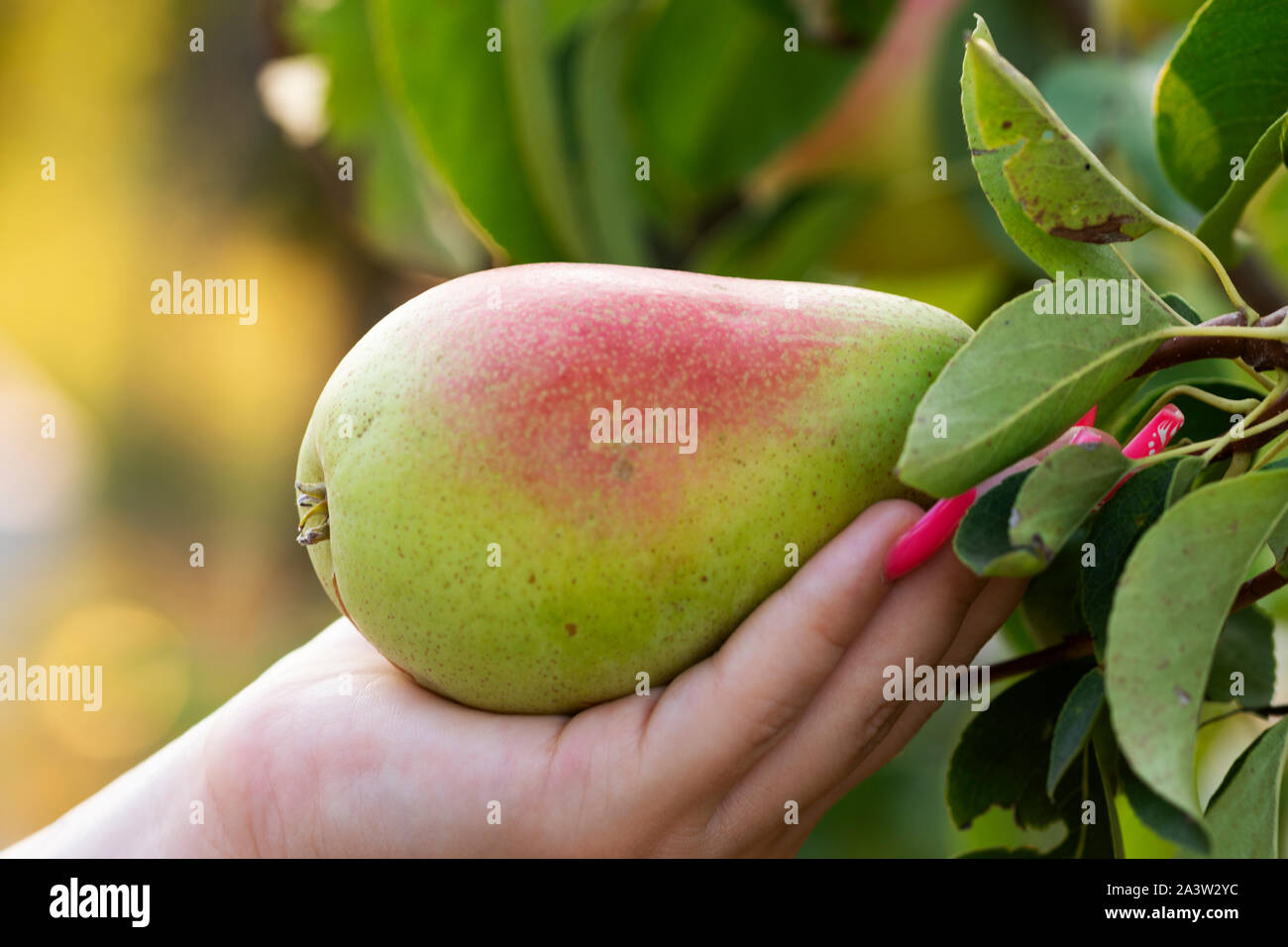 Pear fruit leaf leaves red hi-res stock photography and images - Alamy