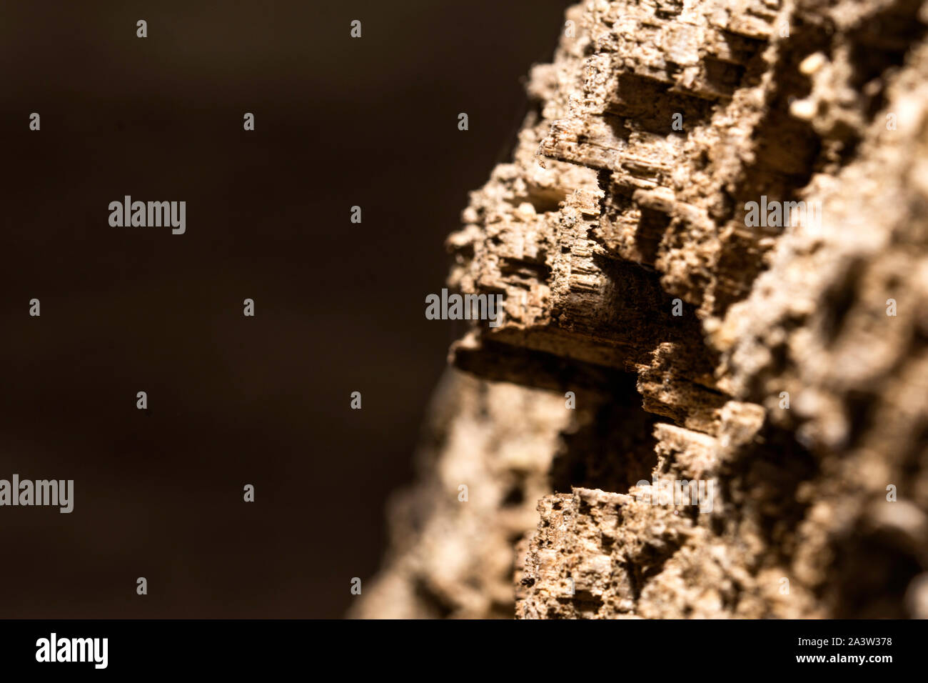 Ripped tree trunk hi-res stock photography and images - Alamy