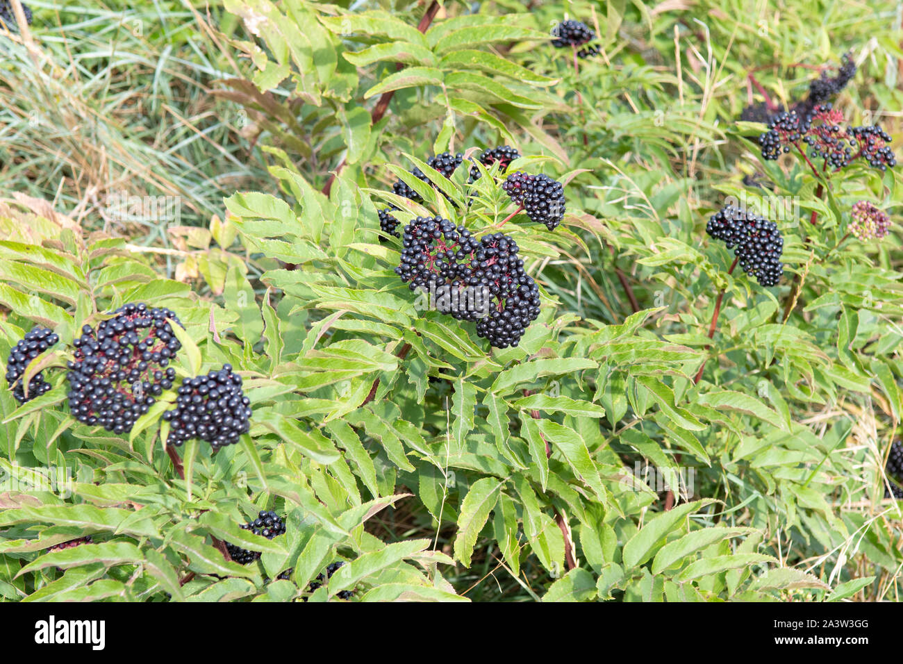 Dwarf Elder, Sambucus ebulus Stock Photo - Alamy