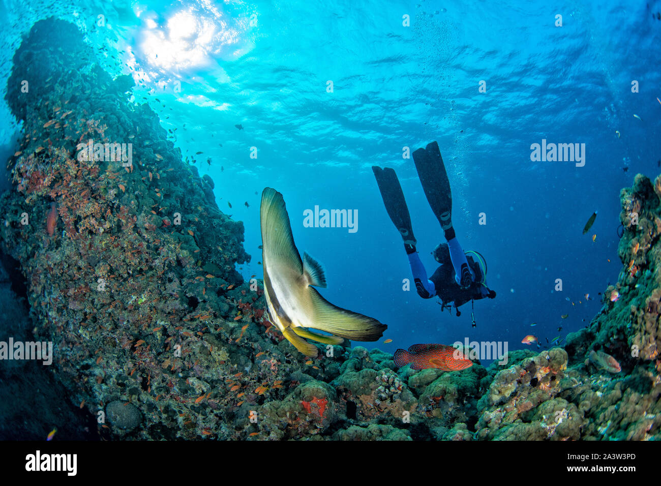 School Of Bat Fish High Resolution Stock Photography and Images - Alamy