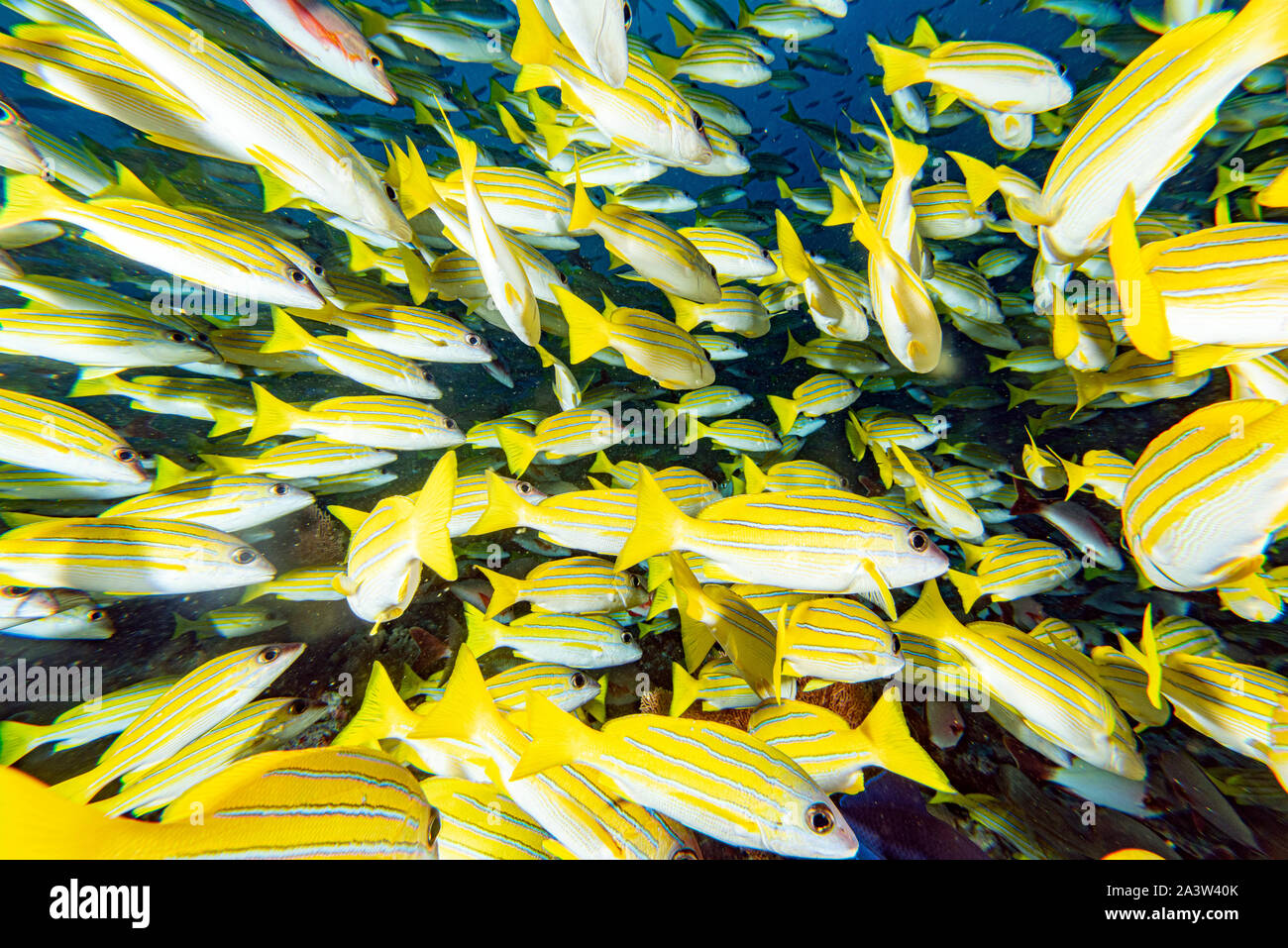Yellow stripe snapper hi-res stock photography and images - Alamy