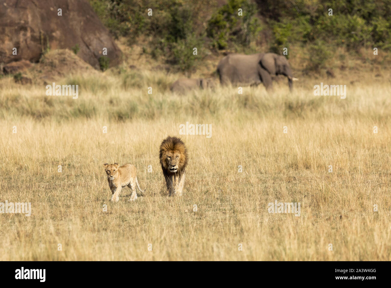 Young adult male lion and cub walk through the long grass of the Masi ...
