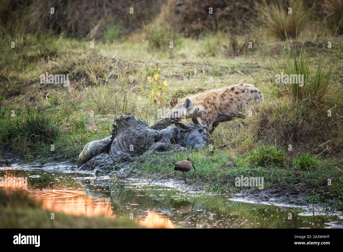 Rotting meat hi-res stock photography and images - Alamy