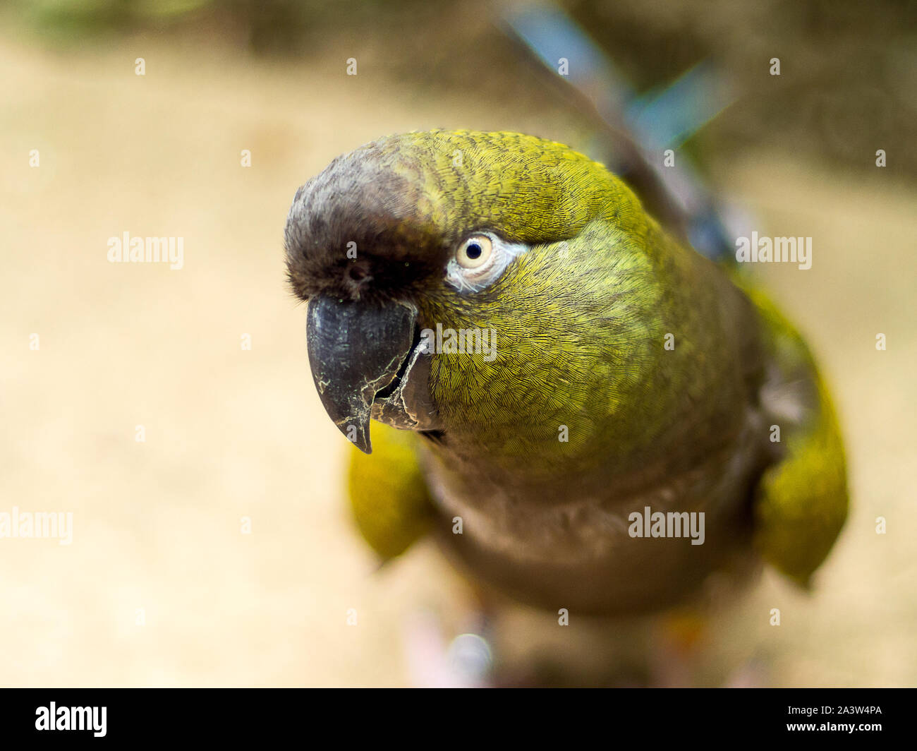 Portrait of a Burrowing Parrot (cyanoliseus patagonus Stock Photo - Alamy