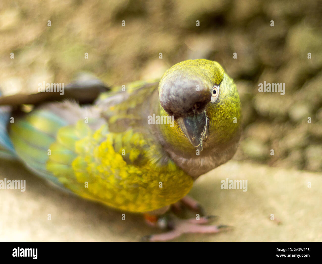 Portrait of a Burrowing Parrot (cyanoliseus patagonus Stock Photo - Alamy