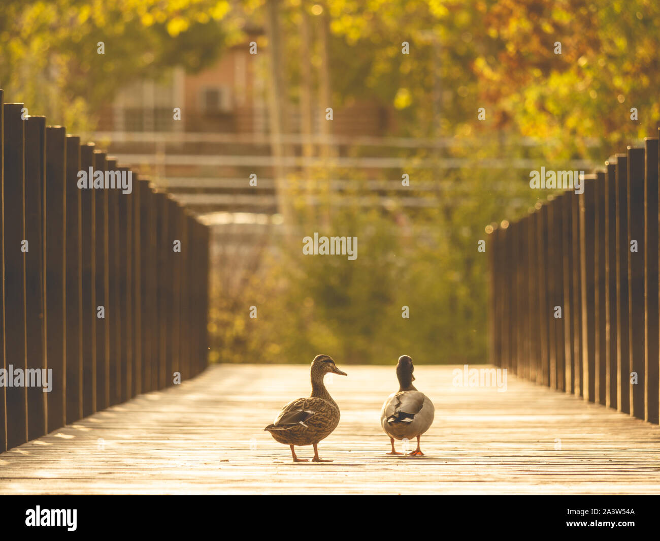 duck couple walking on the bridge Stock Photo - Alamy
