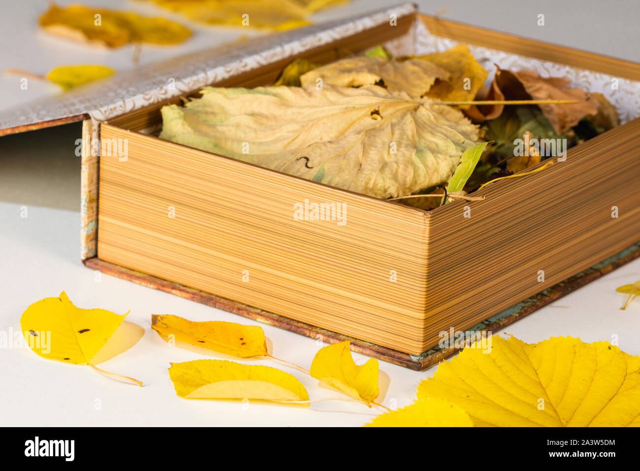 Dry blurred autumn leaves in box on white background Stock Photo - Alamy