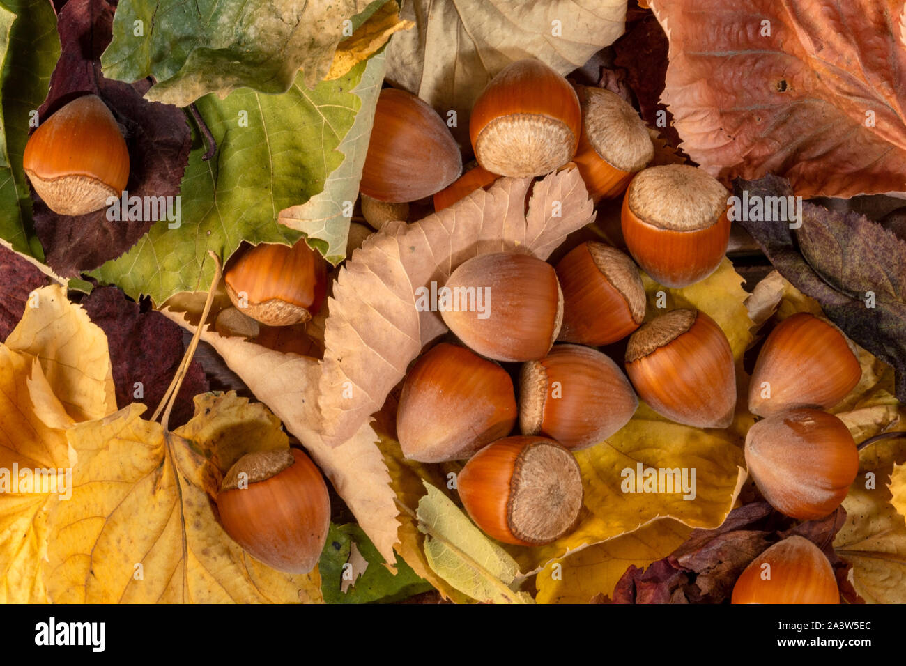 Autumn leaves and hazelnuts background Stock Photo - Alamy