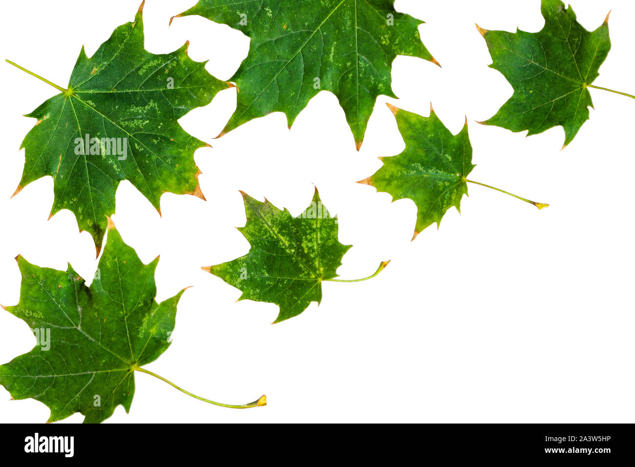 green maple leaves isolated on white background Stock Photo - Alamy
