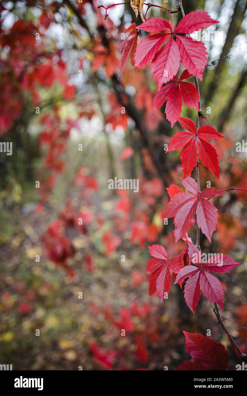 bright red autumn leaves of wild grapes in the forest in blur, lush ...