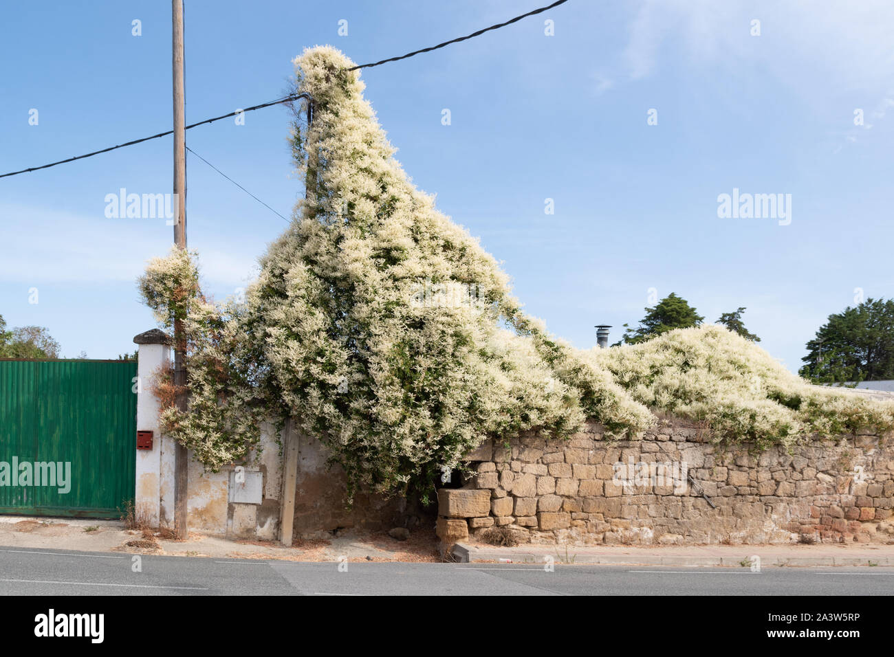 Russian vine hi-res stock photography and images - Alamy