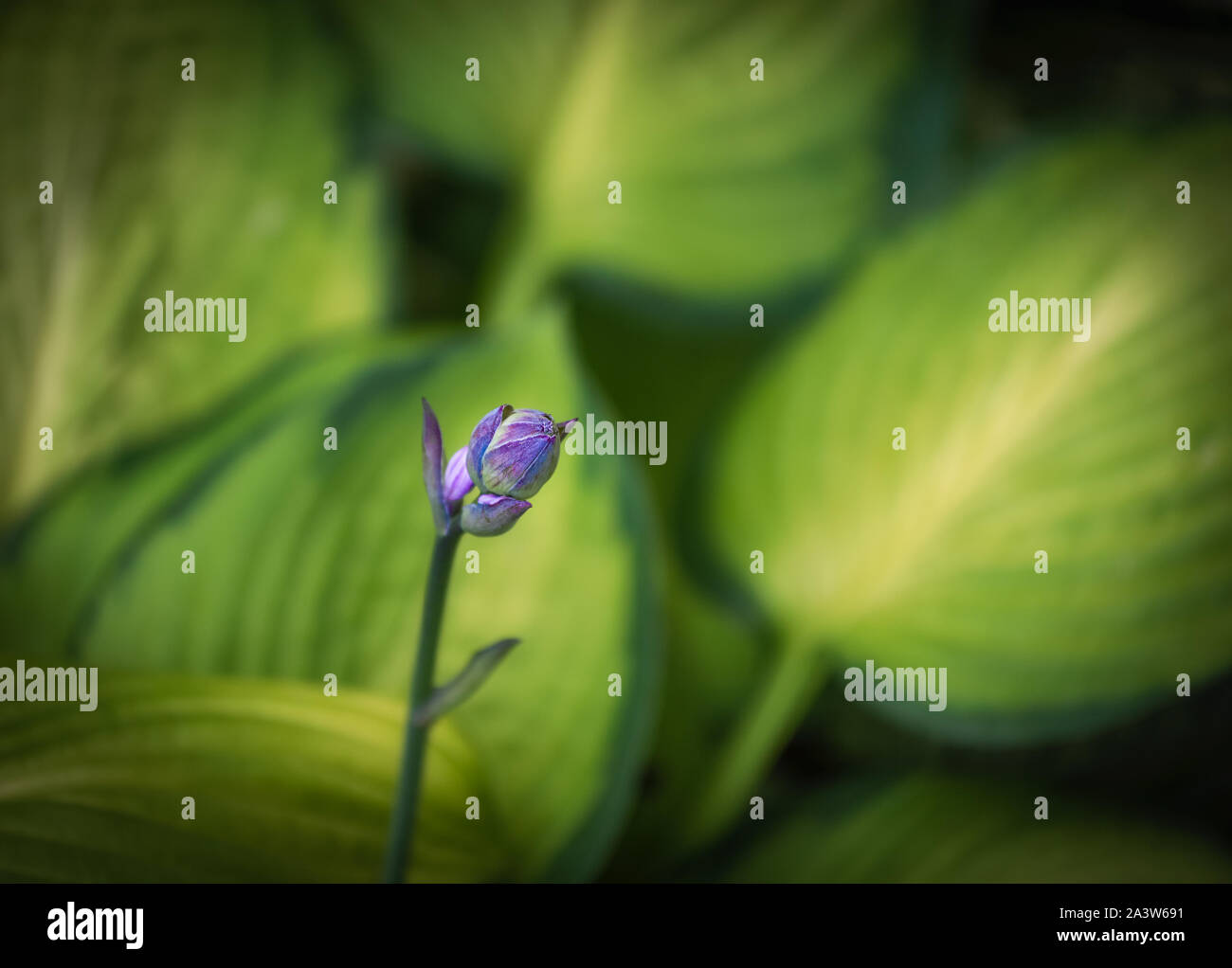 Outdoor violet small hosta bud macro, big leaves in a blurred green ...