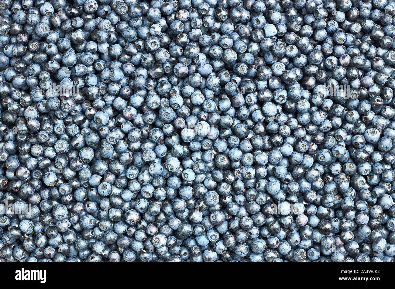 Blueberry pattern background texture, a backdrop for your design, flat ...