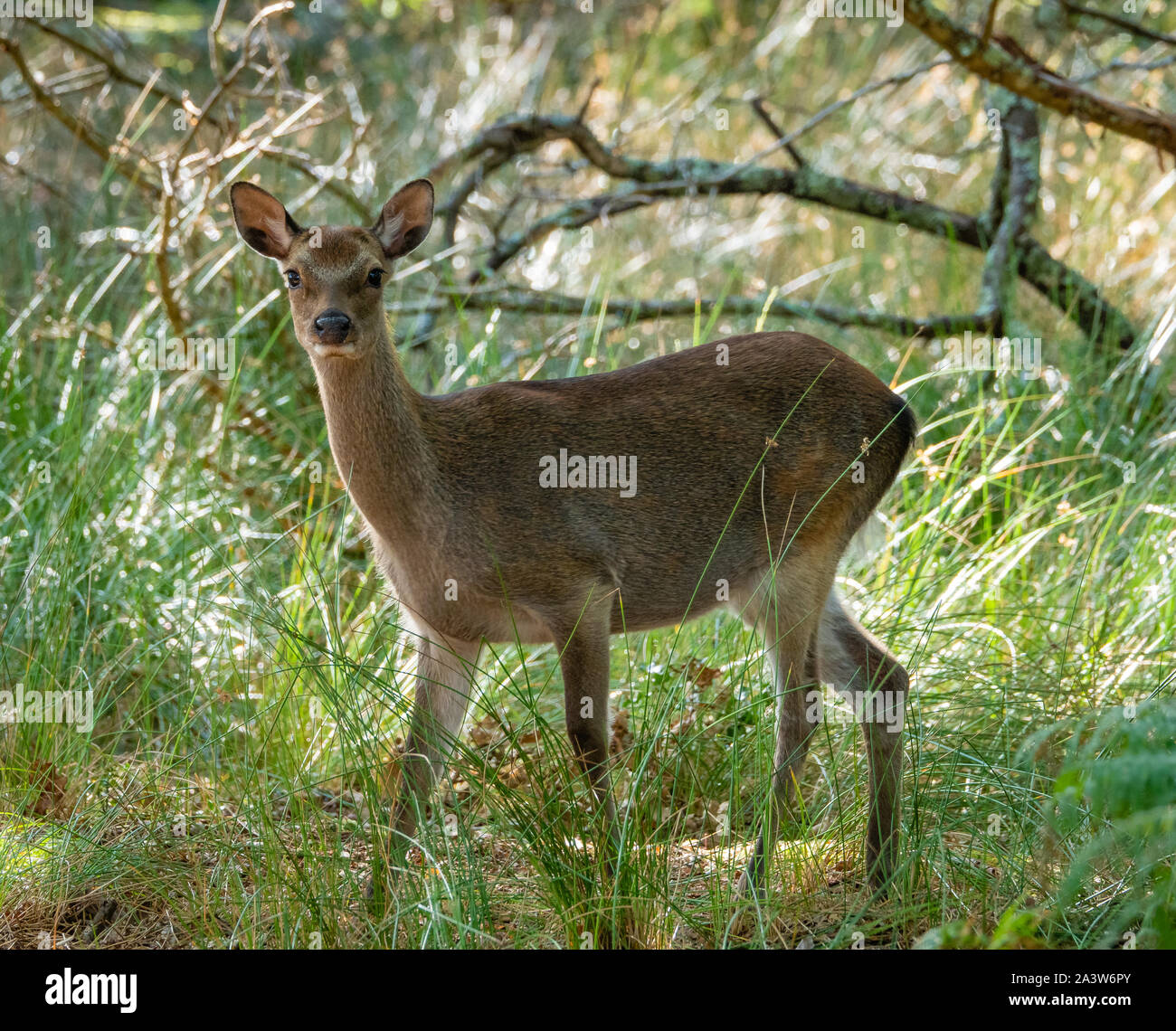 Cervus nippon hi-res stock photography and images - Alamy