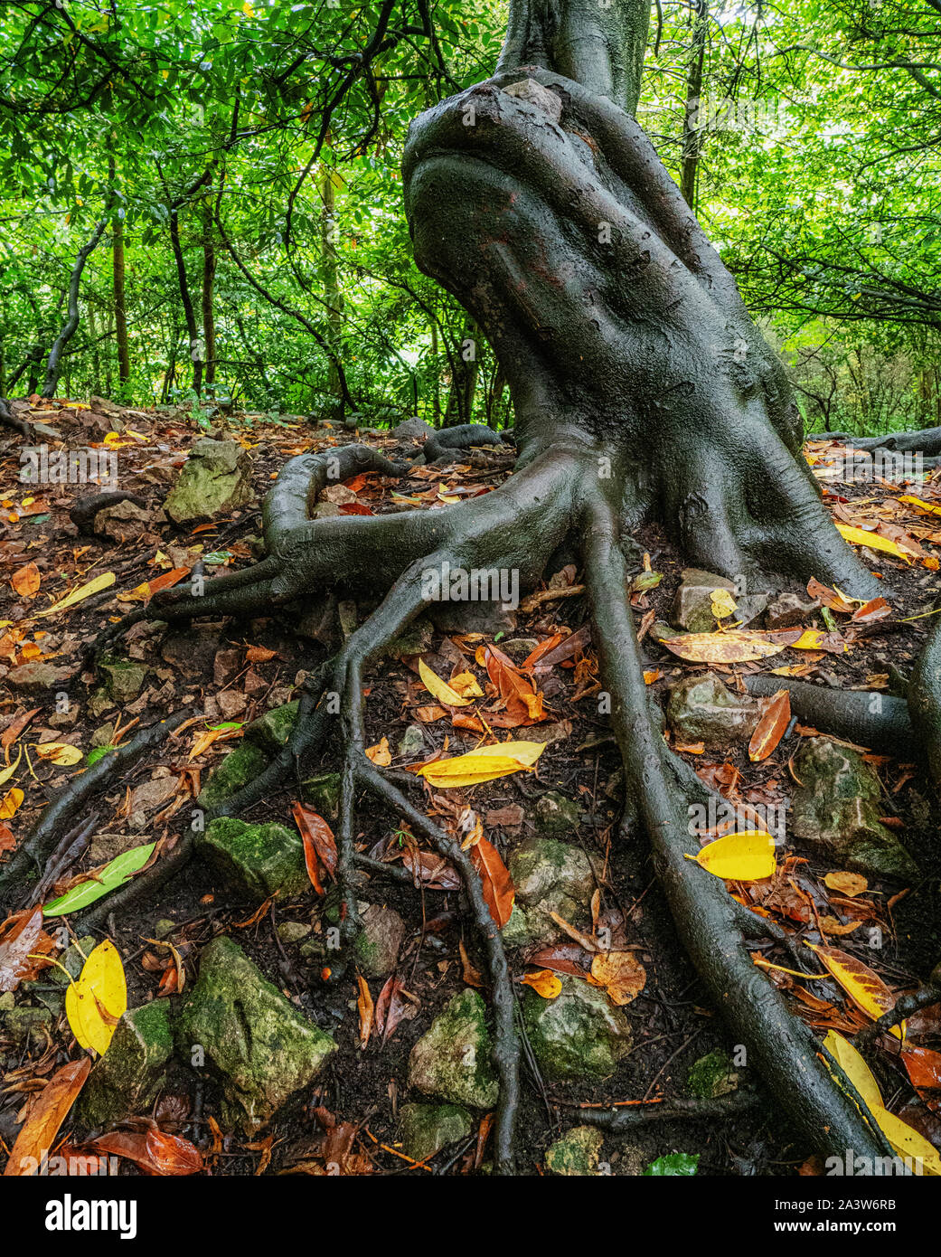 Roots and contorted trunk of rhododendron tree in an English country ...