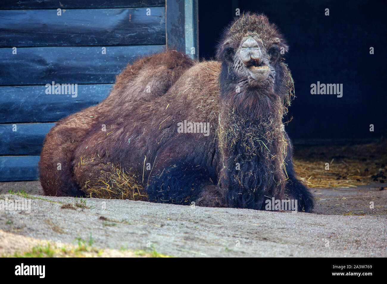 portrait of happy camel chewing hay Stock Photo - Alamy