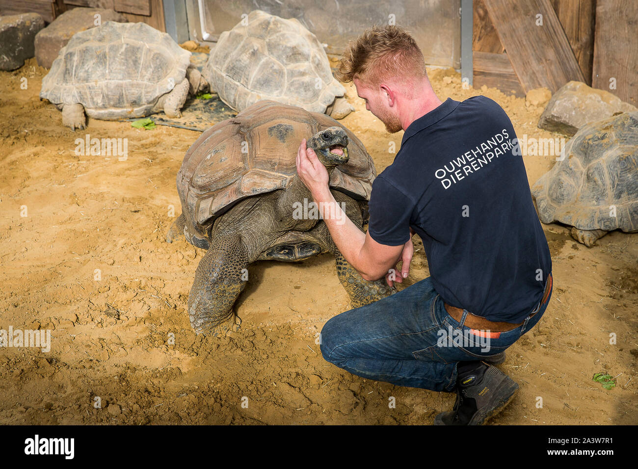 Petting turtle hi-res stock photography and images - Alamy