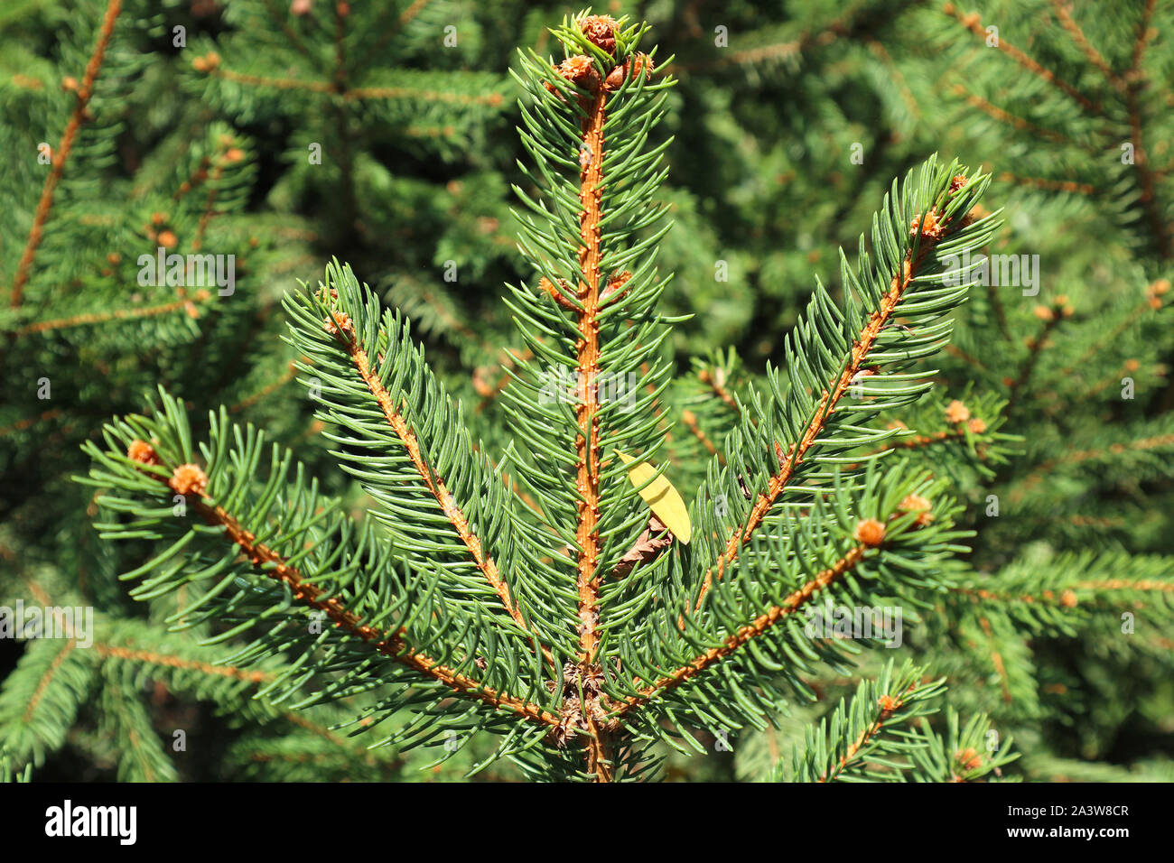 Pine tree twig hi-res stock photography and images - Alamy