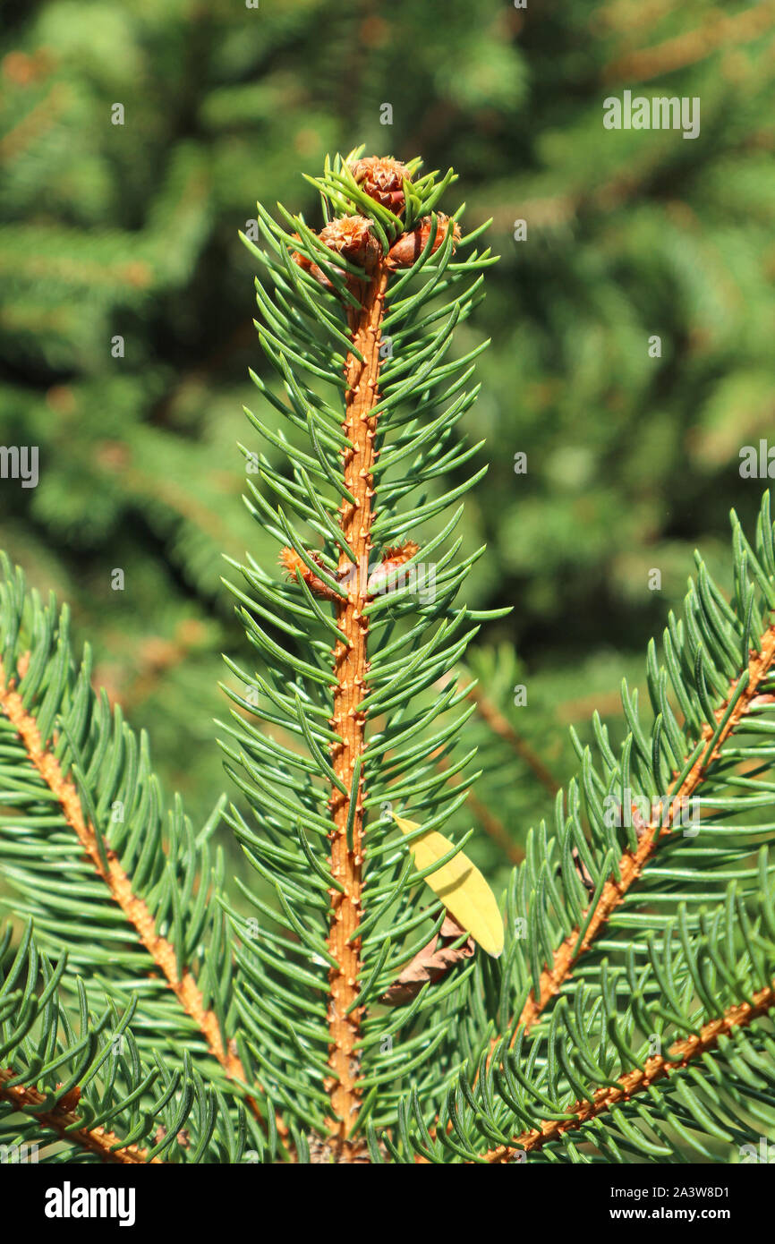 Pine tree twig hi-res stock photography and images - Alamy