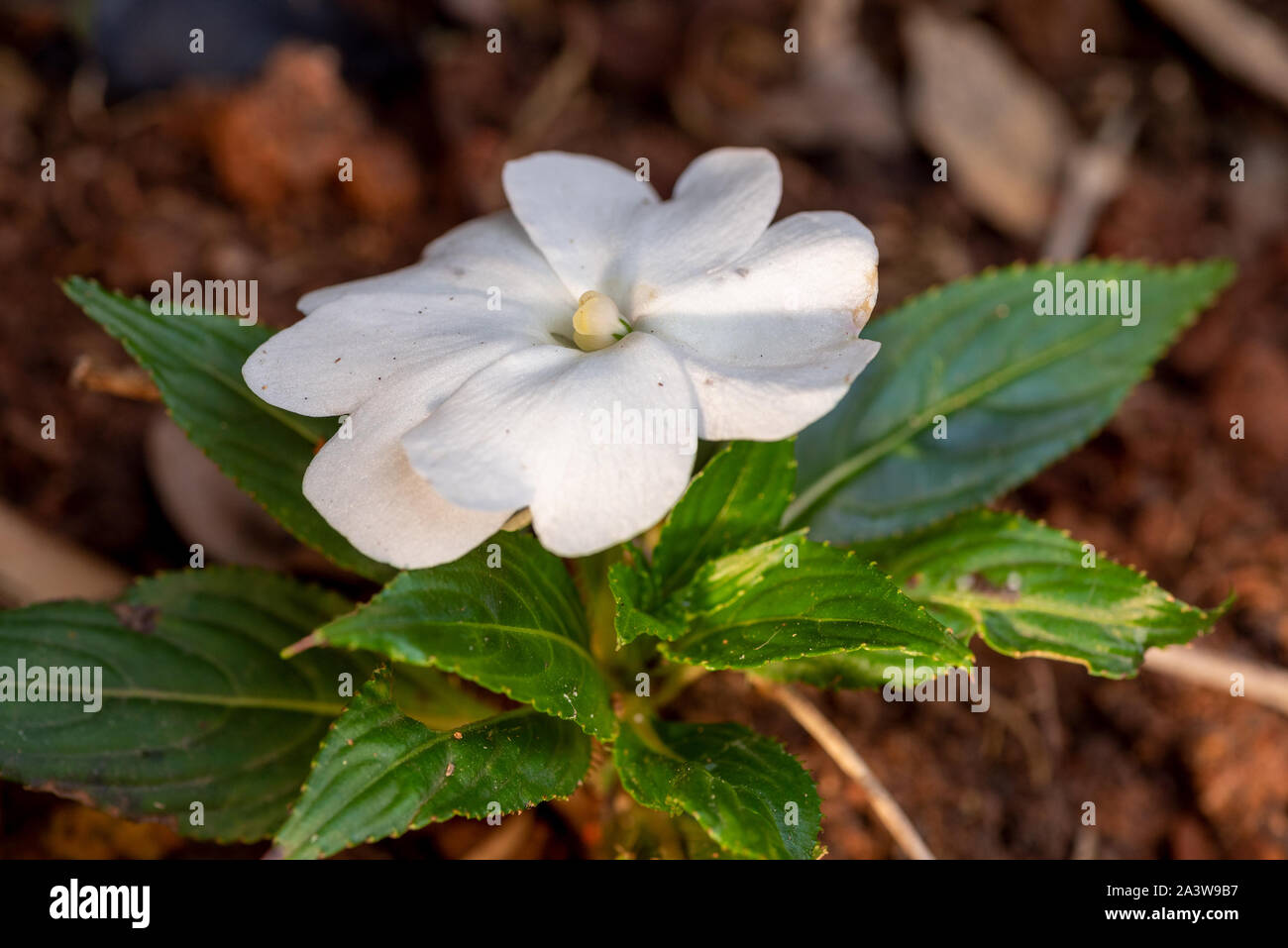 A white flower of Tibouchina mutabilis (Manacá-da-serra), in nature ...