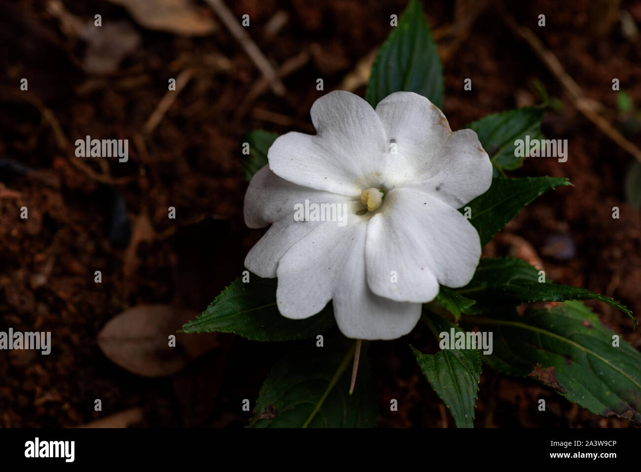 A white flower of Tibouchina mutabilis (Manacá-da-serra), in nature ...