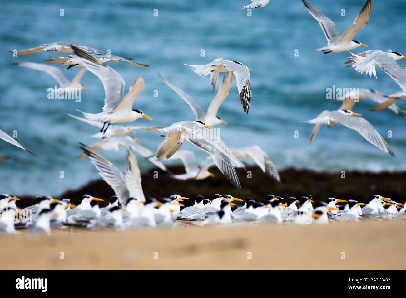 Terns hunting hi-res stock photography and images - Alamy