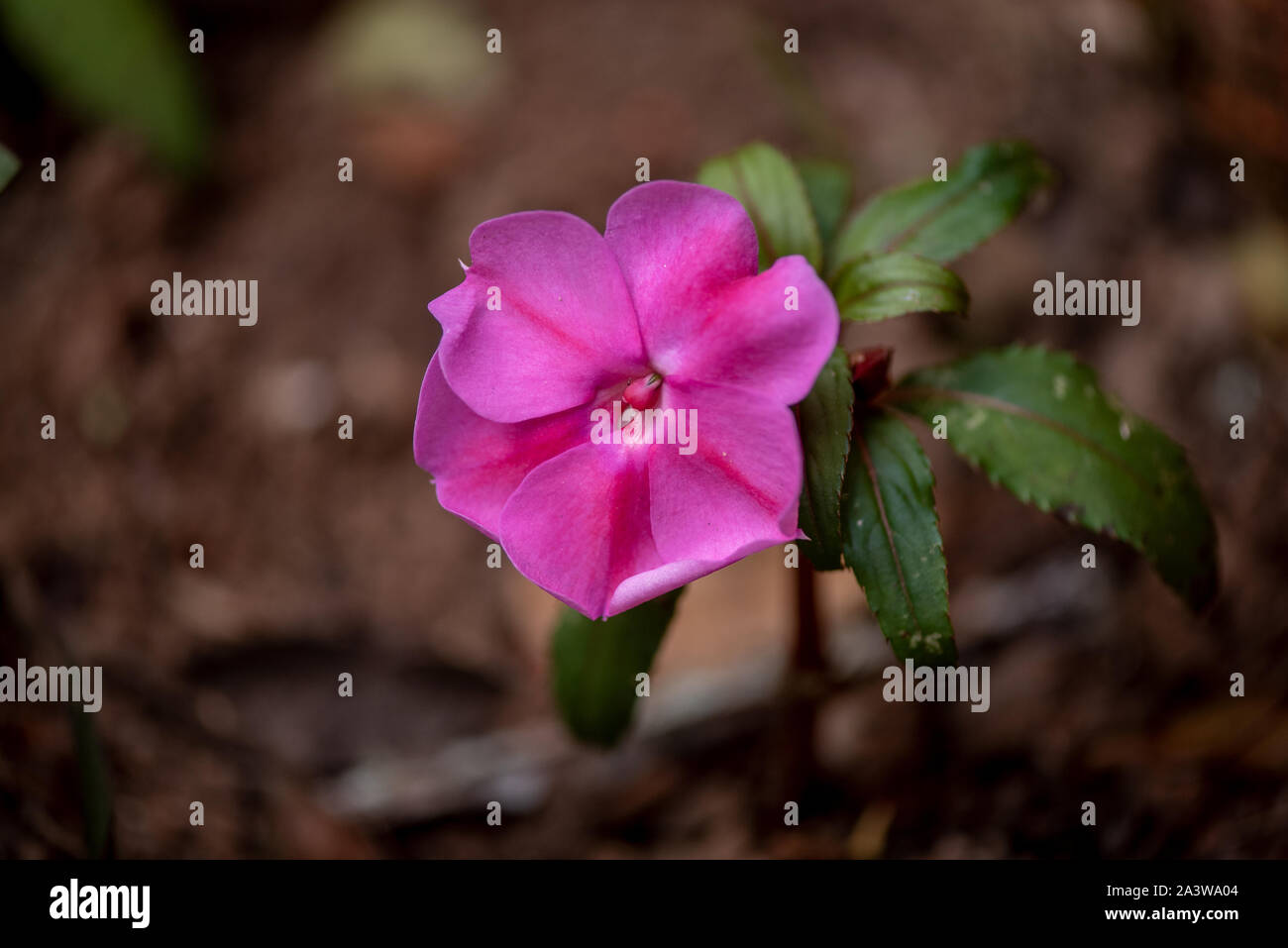 A pink flower of Tibouchina mutabilis (Manacá-da-serra), in nature ...