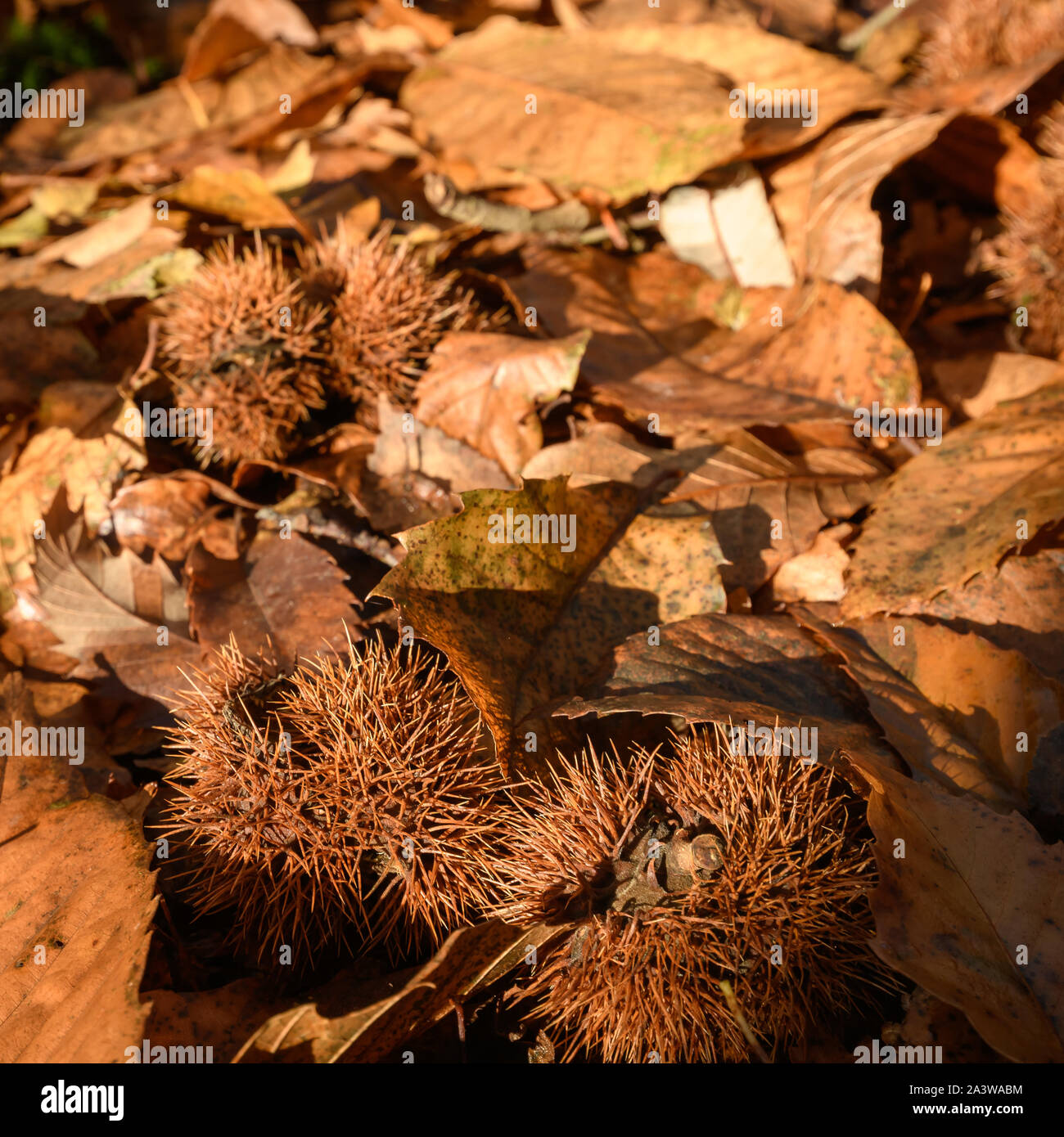 Seed pods fallen leaves hi-res stock photography and images - Alamy