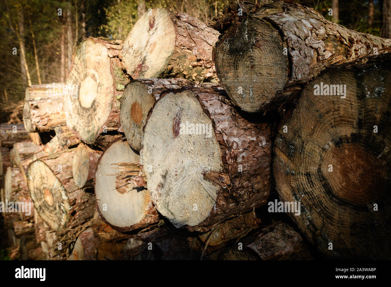 Creech wood hi-res stock photography and images - Alamy