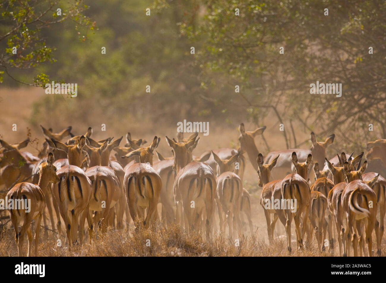 Impala ranch hi-res stock photography and images - Alamy