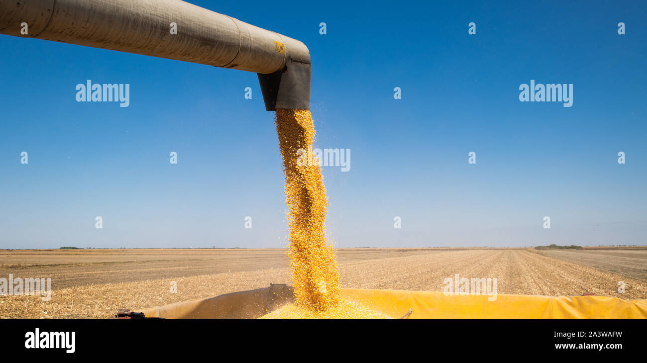 Pouring corn grain into tractor trailer after harvest at field Stock ...