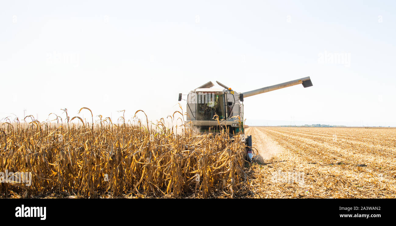 Combine Operator Harvesting Corn on the Field in Sunny Day Stock Photo ...