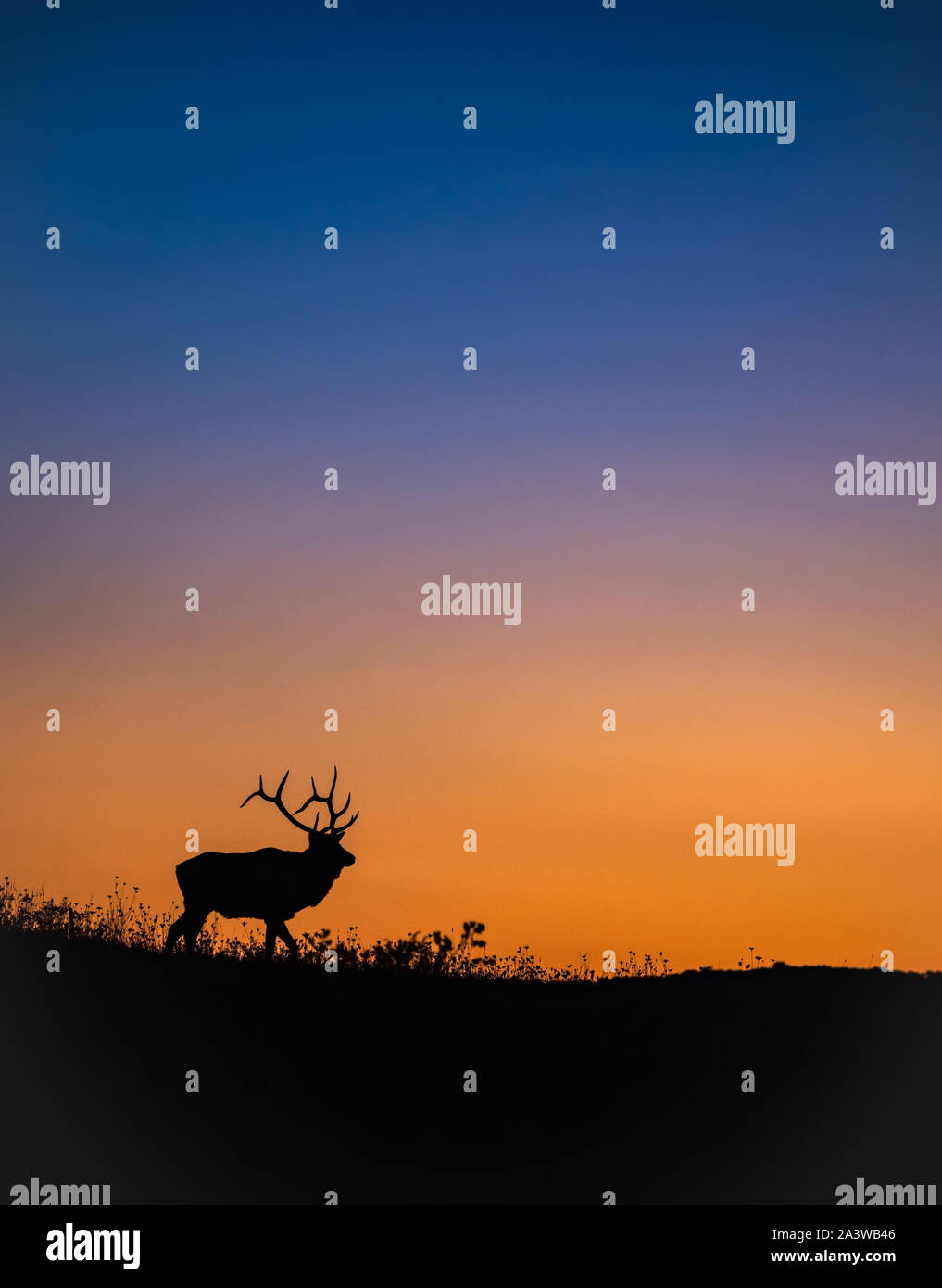 Elk silhouette on a mountain at sunset Stock Photo - Alamy