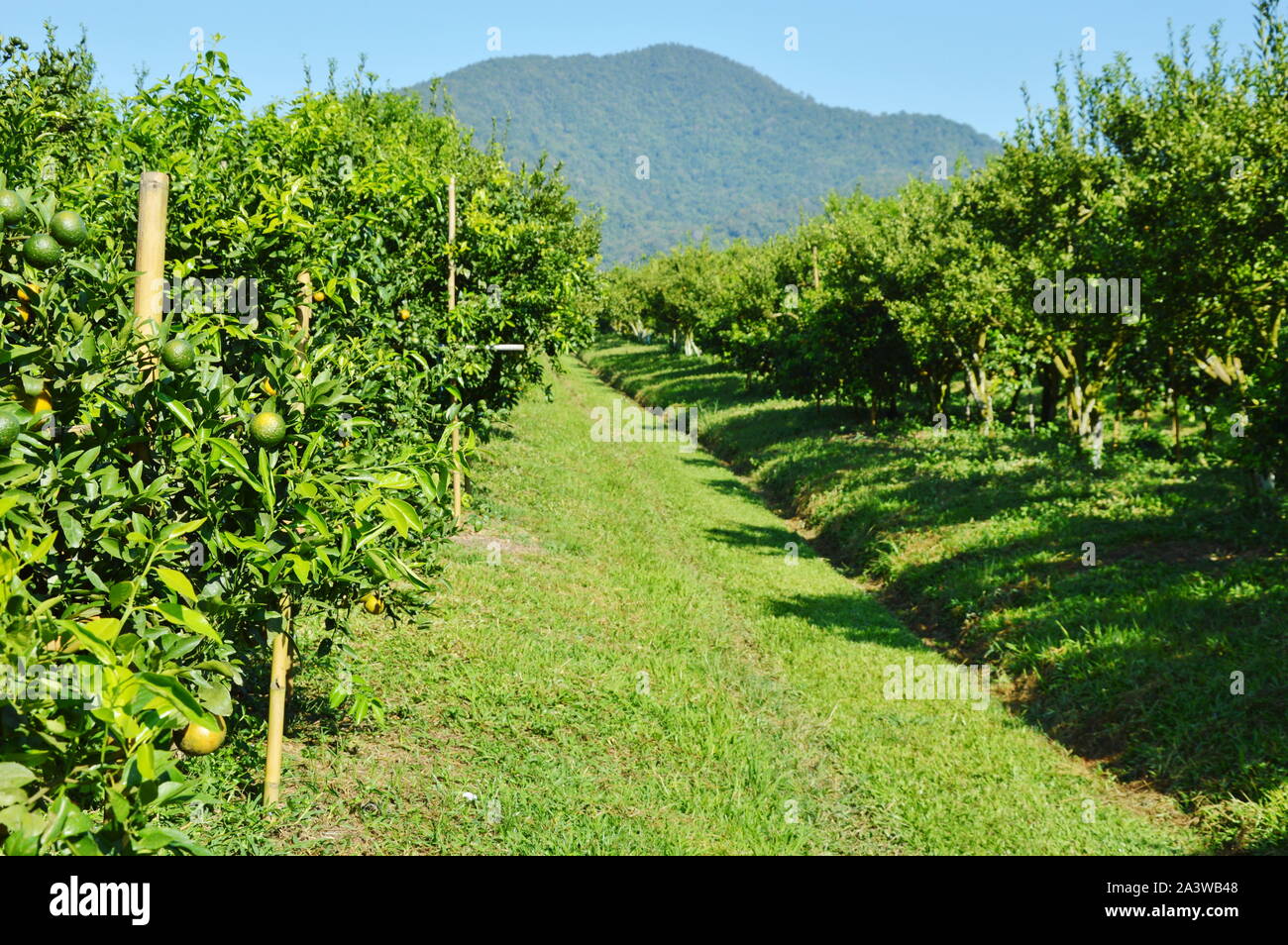 Orange valley tea garden hi-res stock photography and images - Alamy