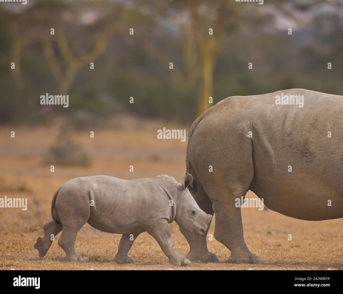 Rinoceronte blanco hi-res stock photography and images - Alamy