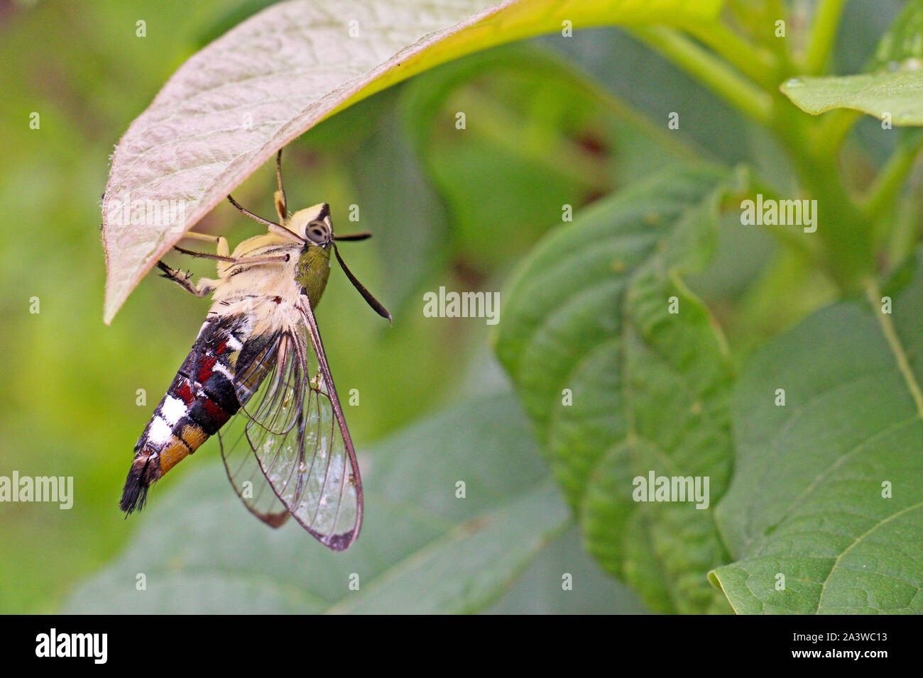 Butterflies are insects in the macrolepidopteran clade which also ...