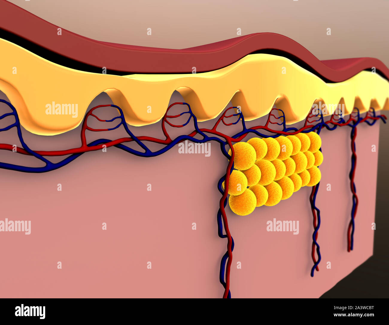 fat cells, subcutaneous fat, illustration of human leather anatom Stock ...