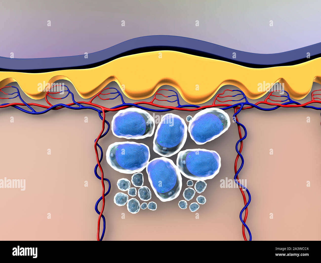 illustration of human leather anatomy, fat cells and vein, fat cells ...