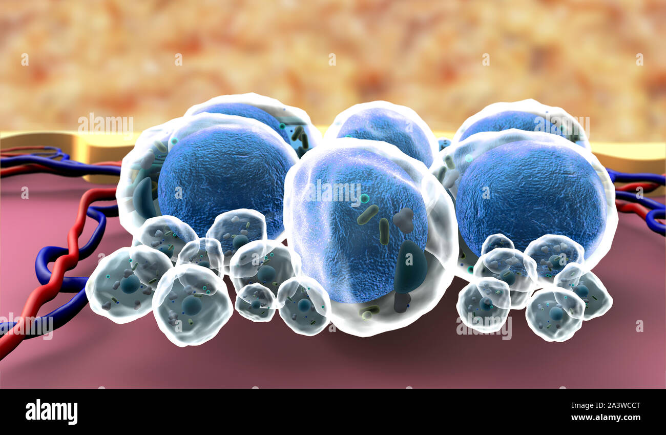 illustration of human leather anatomy, fat cells and vein, fat cells ...