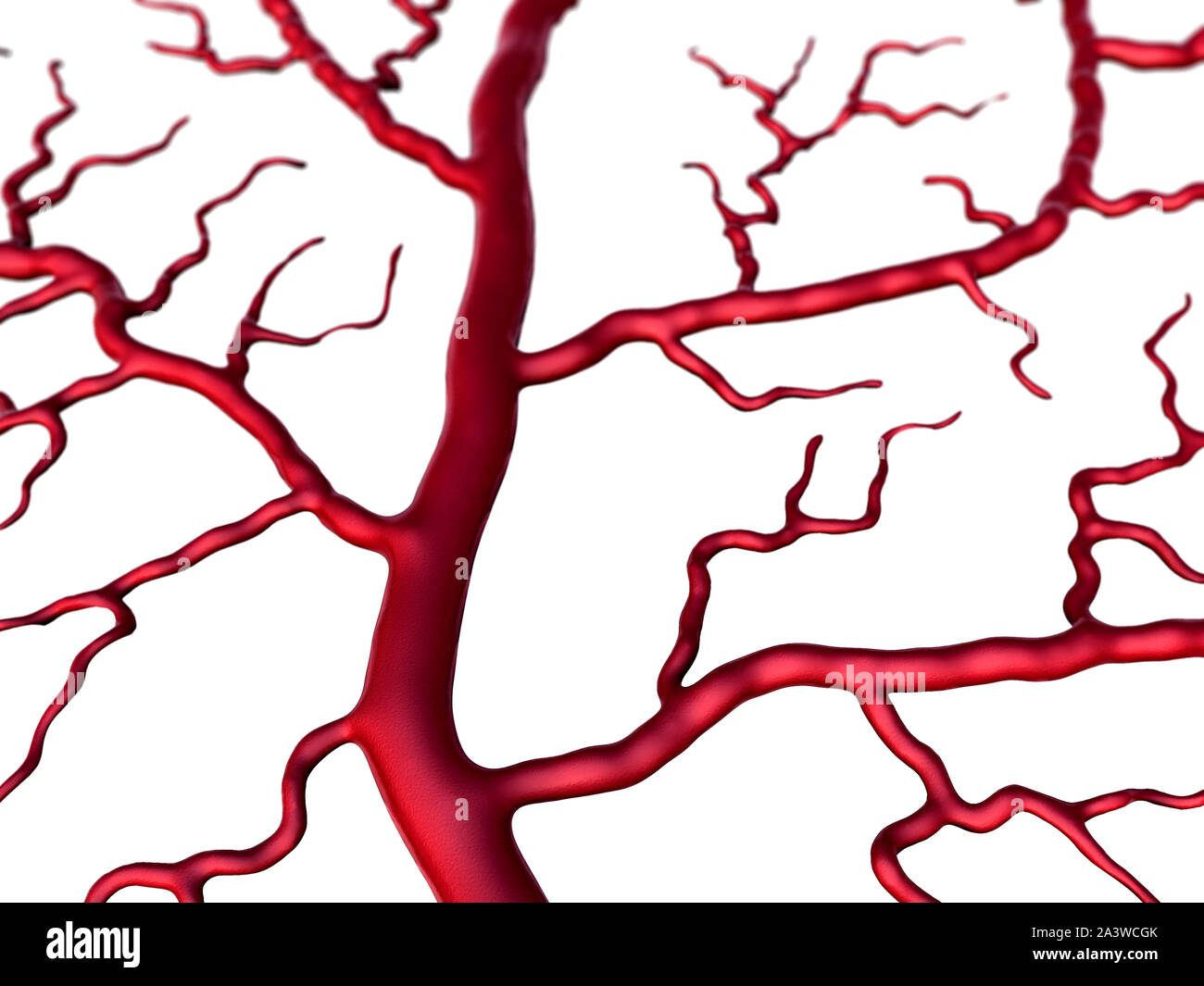 Capillary and cells, vein and Capillary Stock Photo - Alamy